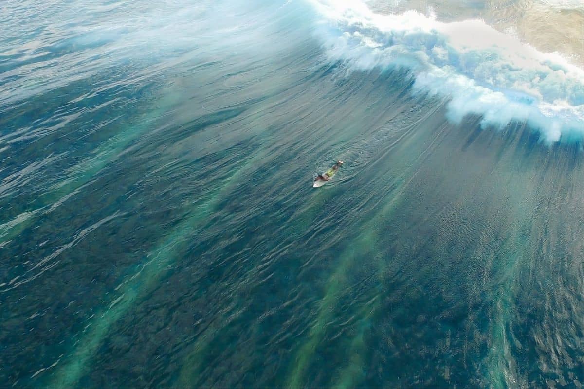 Does Pee Attract Sharks? Debunking Ocean Myths - | GetFoamie.com
